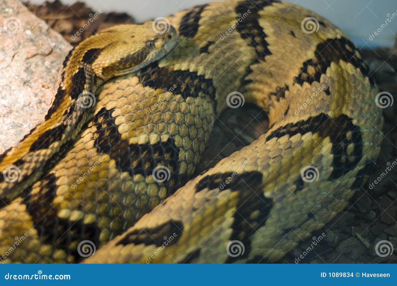 Giftschlange stockfoto. Bild von wild, kobra, gefährlich - 1089834