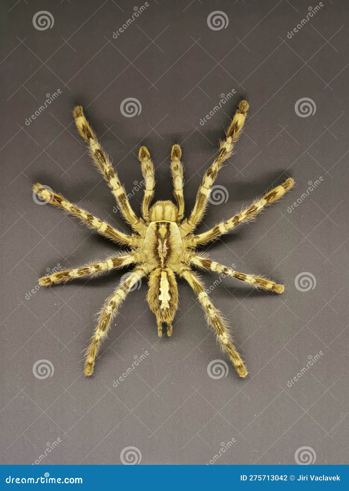 Gig spider isolated stock photo. Image of eight, macro - 275713042