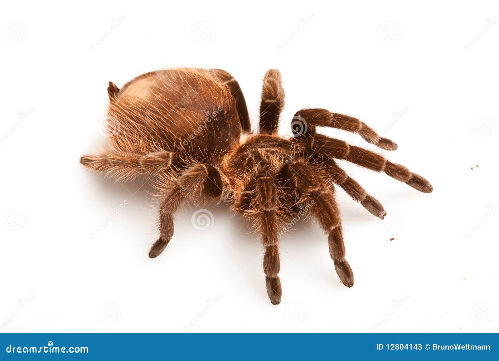 Gigant Spider stock image. Image of cutout, eyes, spiders - 12804143