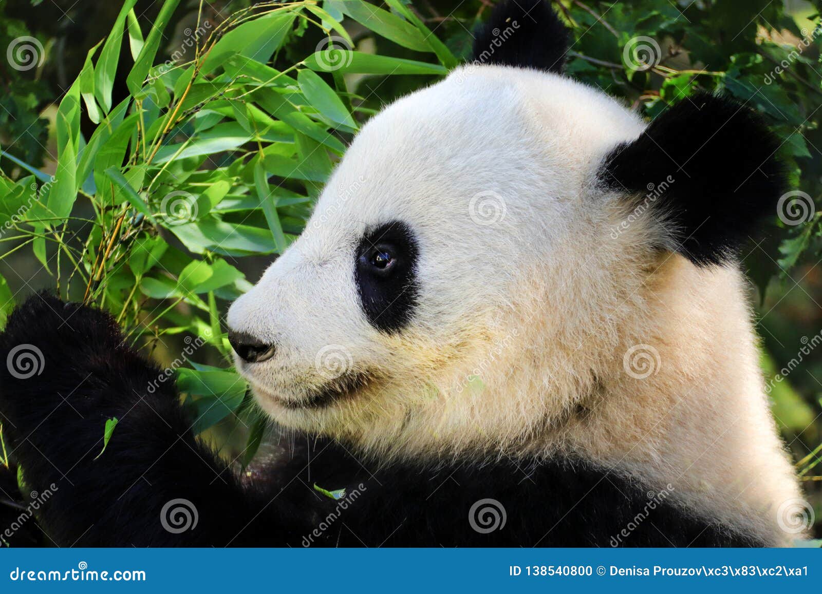Gigante De La Panda De La Cara Foto de archivo - Imagen de panda, foto ...
