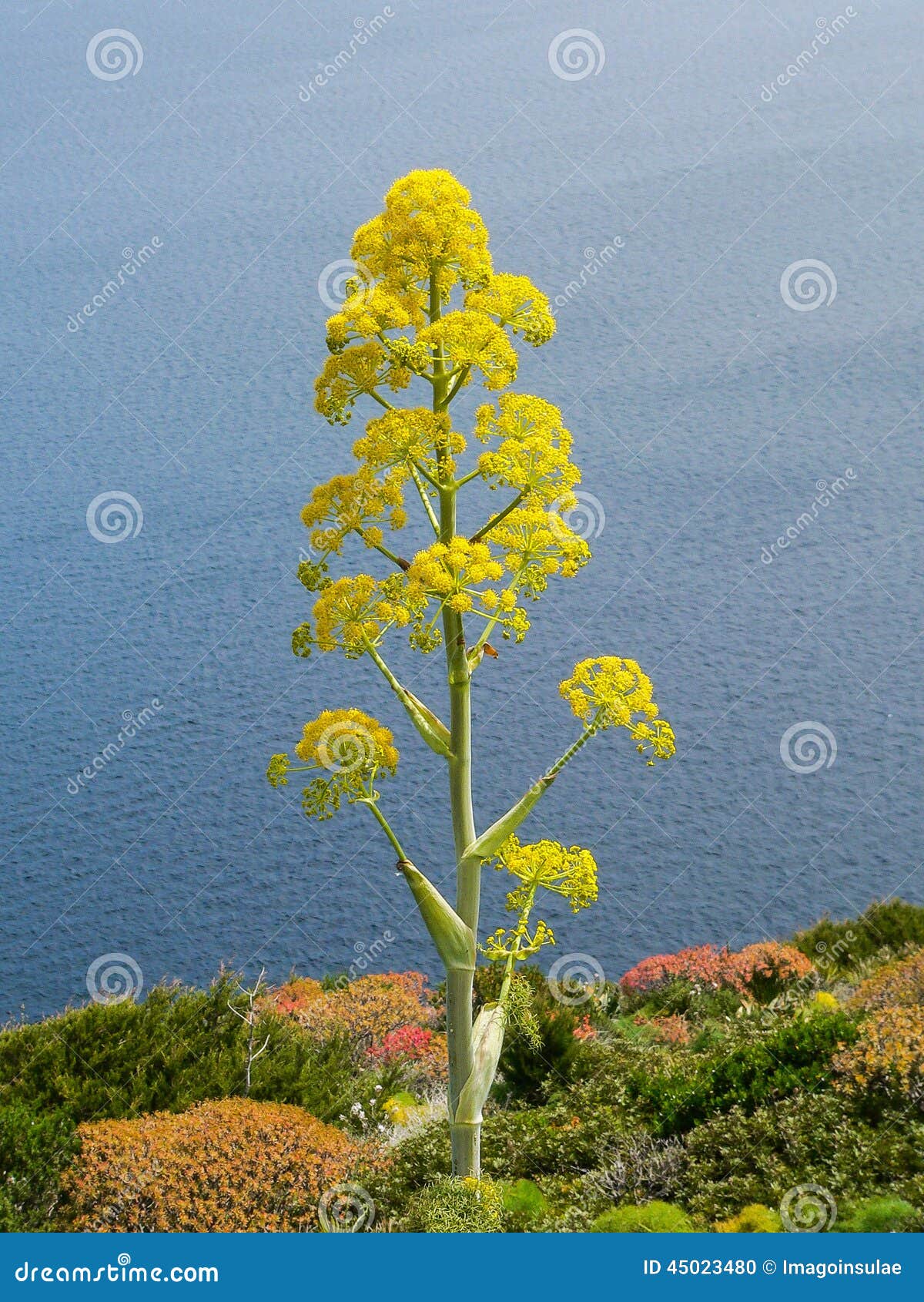 Gigante Fennell Ferula L Communis Fotografia Stock - Immagine di italia ...