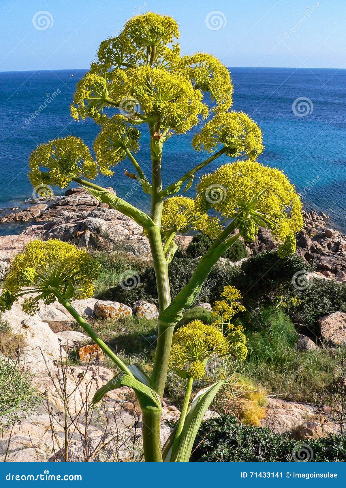 Gigante Fennell Ferula L Communis Immagine Stock - Immagine di pianta ...