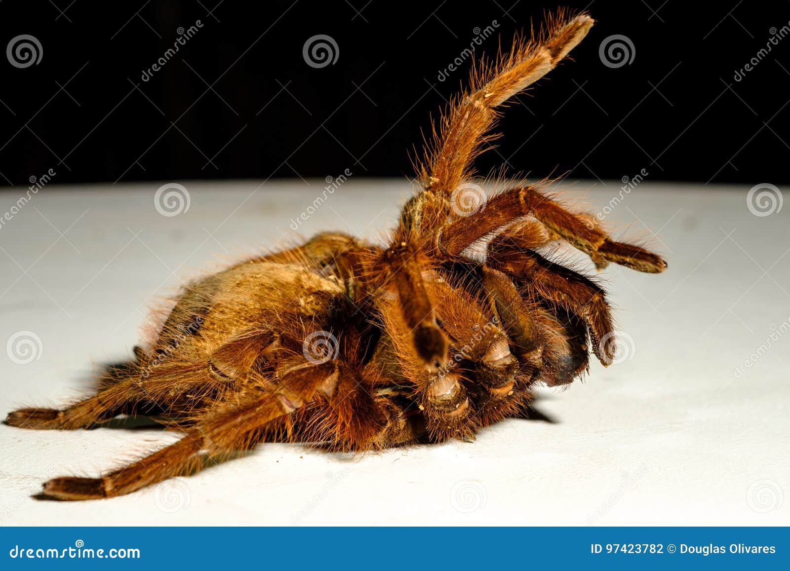 Gigante Goliath Birdeater Tarantula Foto de Stock - Imagem de caramba ...
