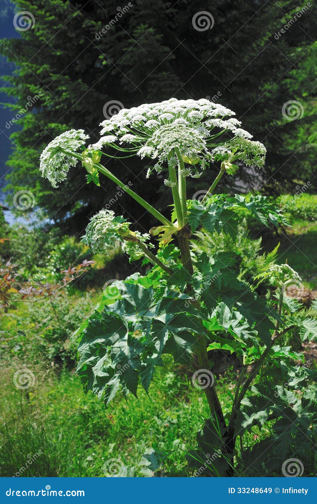 Gigante Hogweed (heracleum Sphondylium) Immagine Stock - Immagine di ...