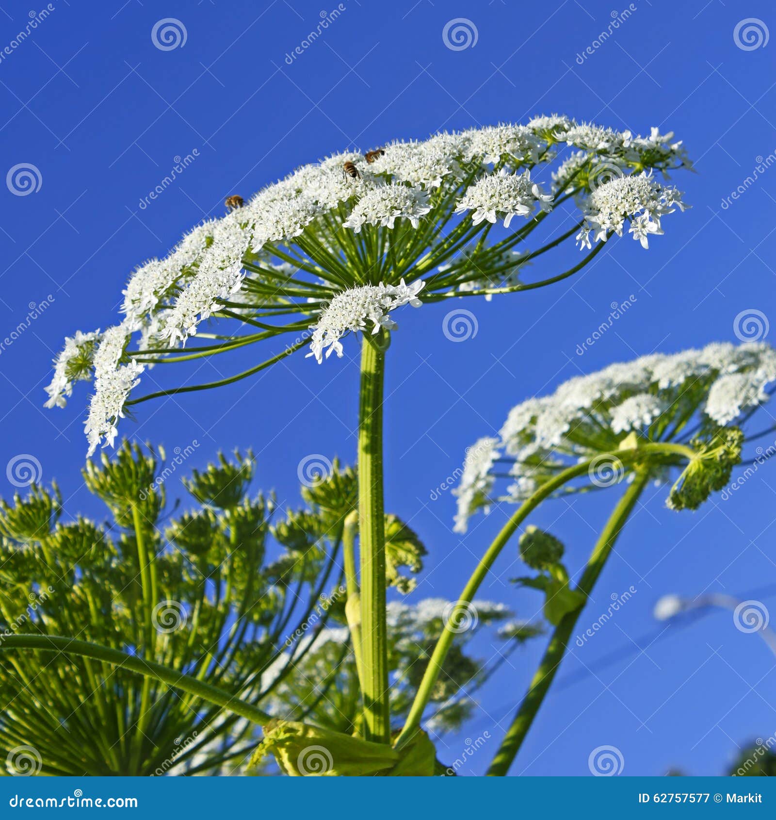 Gigante Hogweed (sphondylium Do Heracleum) Imagem de Stock - Imagem de ...