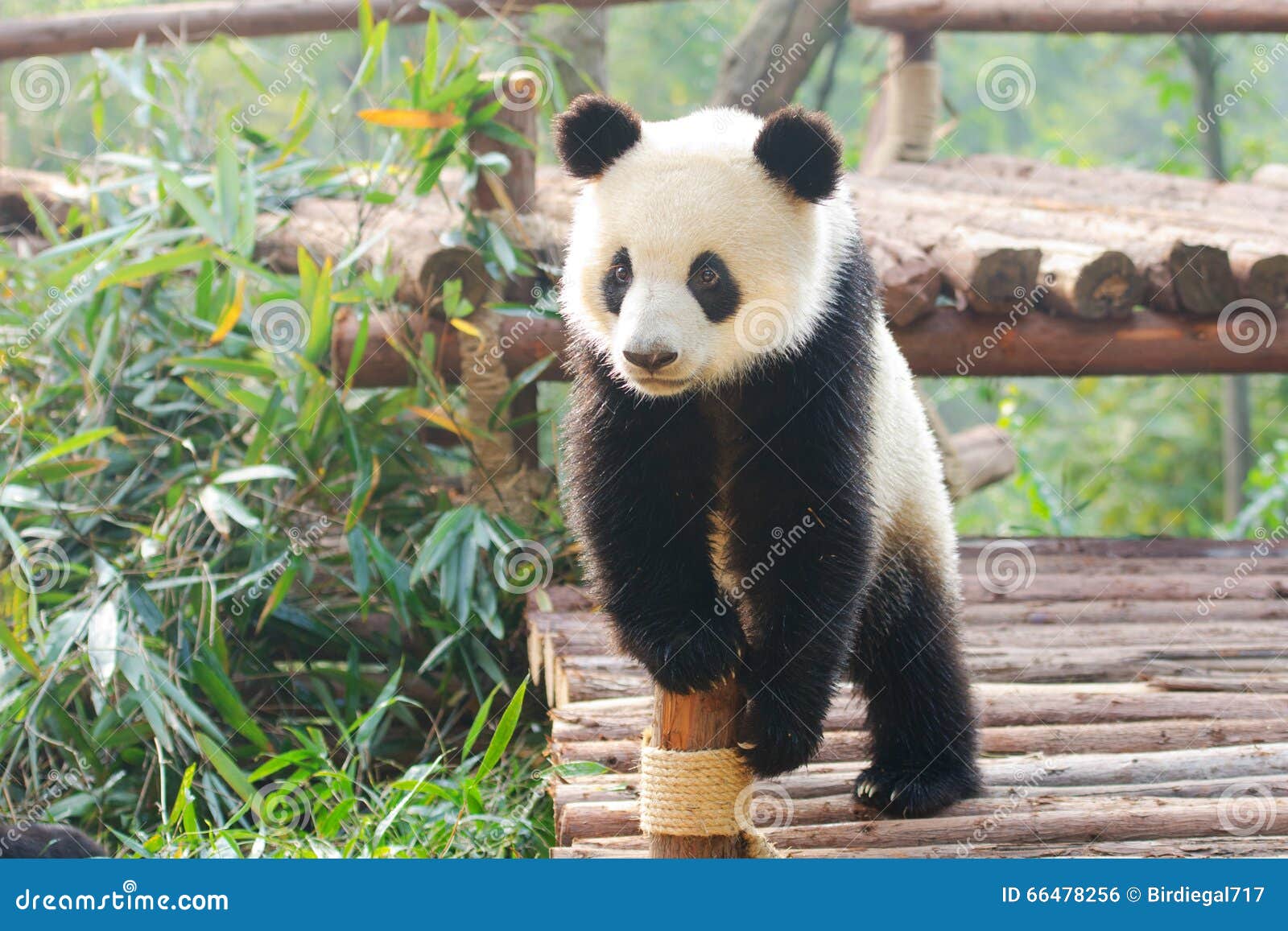 Gigante Panda Curious Standing Pose, China Foto de archivo - Imagen de ...