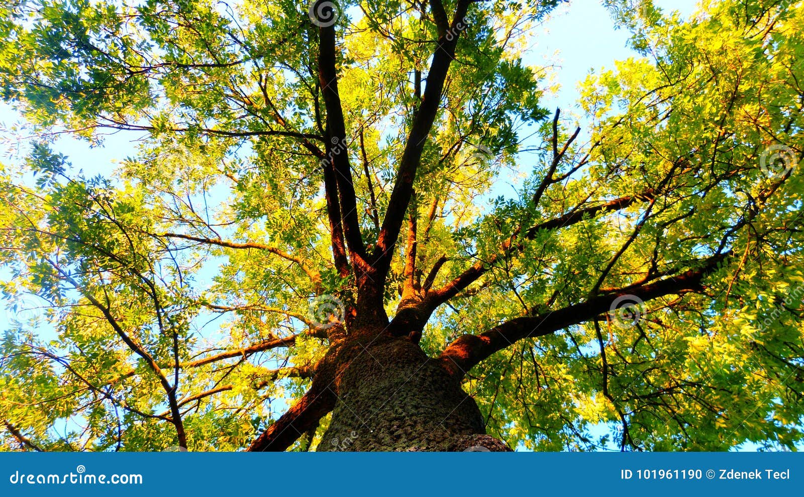 Gigantic ash tree stock photo. Image of heaven, toll - 101961190