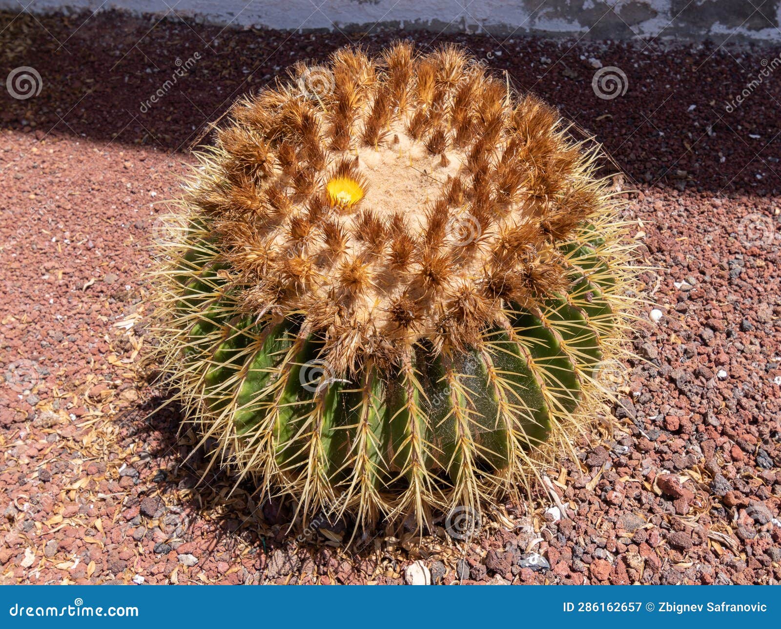 Gigantic Cactus Close-up, Exotic Botanical Background. Stock Image ...