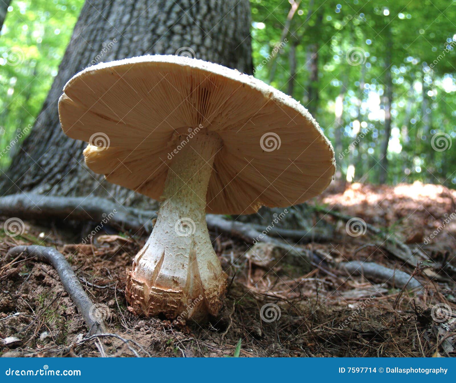 Gigantic Mushroom stock photo. Image of spores, roots - 7597714
