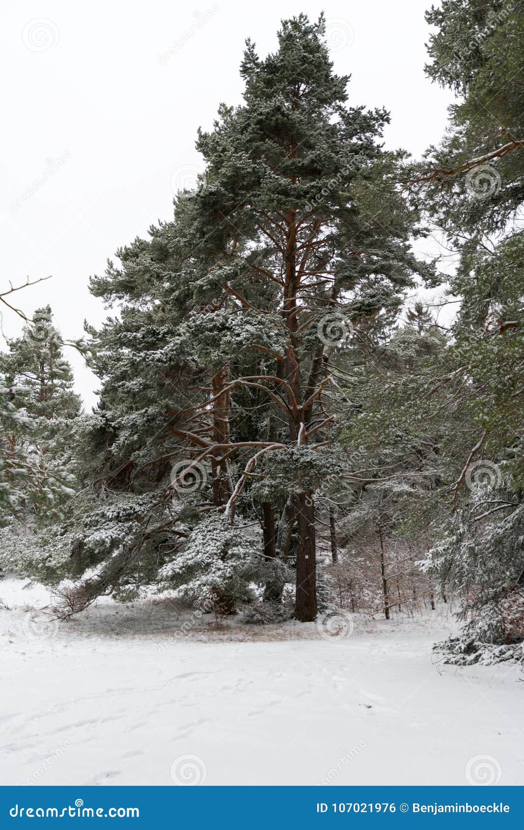 Gigantic Pine Tree Covered Wit Snow in a Winter Environment Stock Photo ...