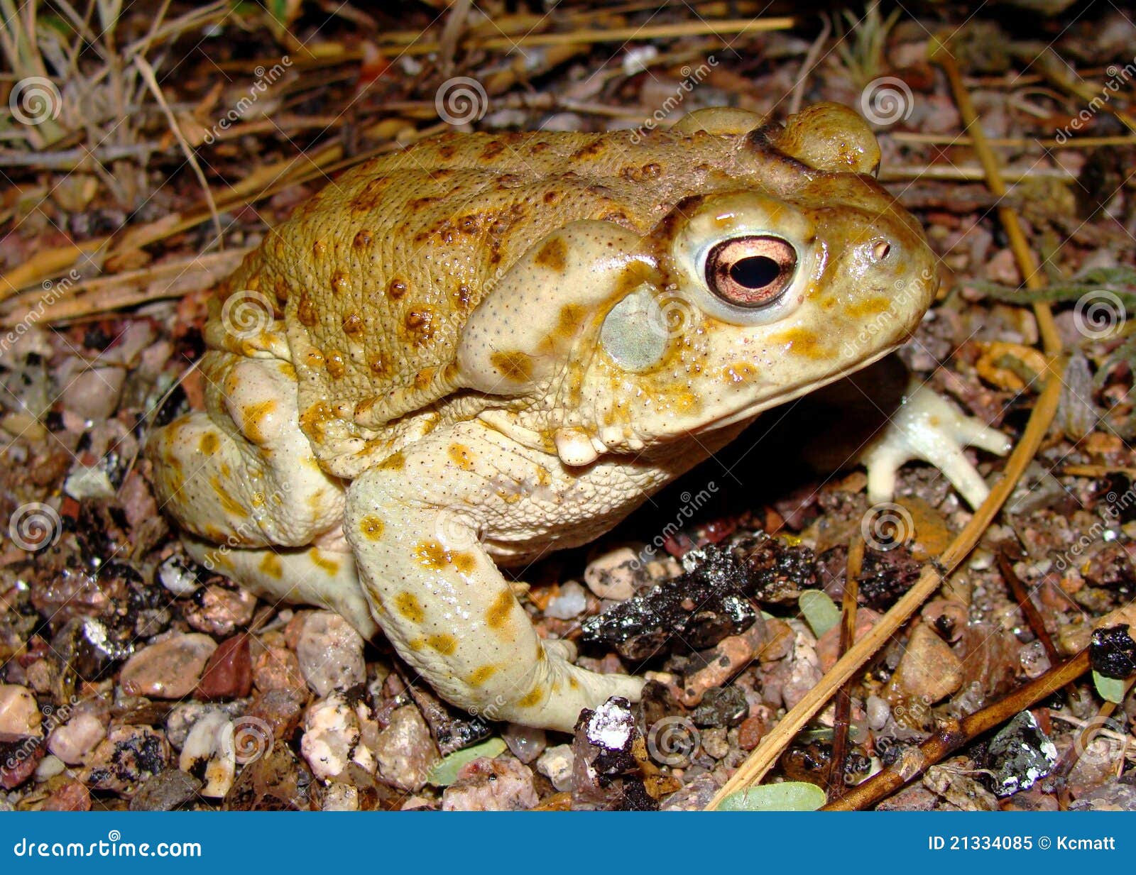 The Gigantic Sonoran Desert Toad Stock Image - Image of held, natural ...