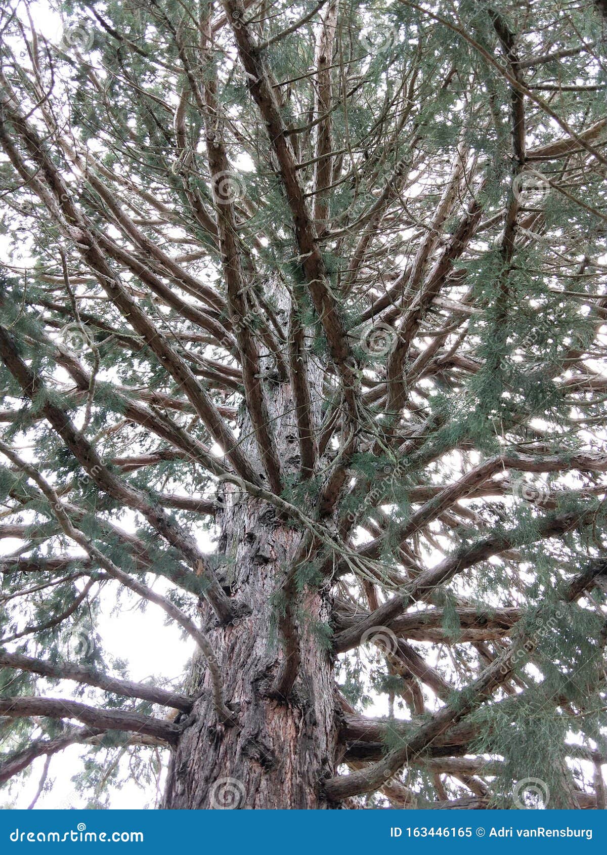 Gigantic tree haven stock image. Image of climb, tree - 163446165