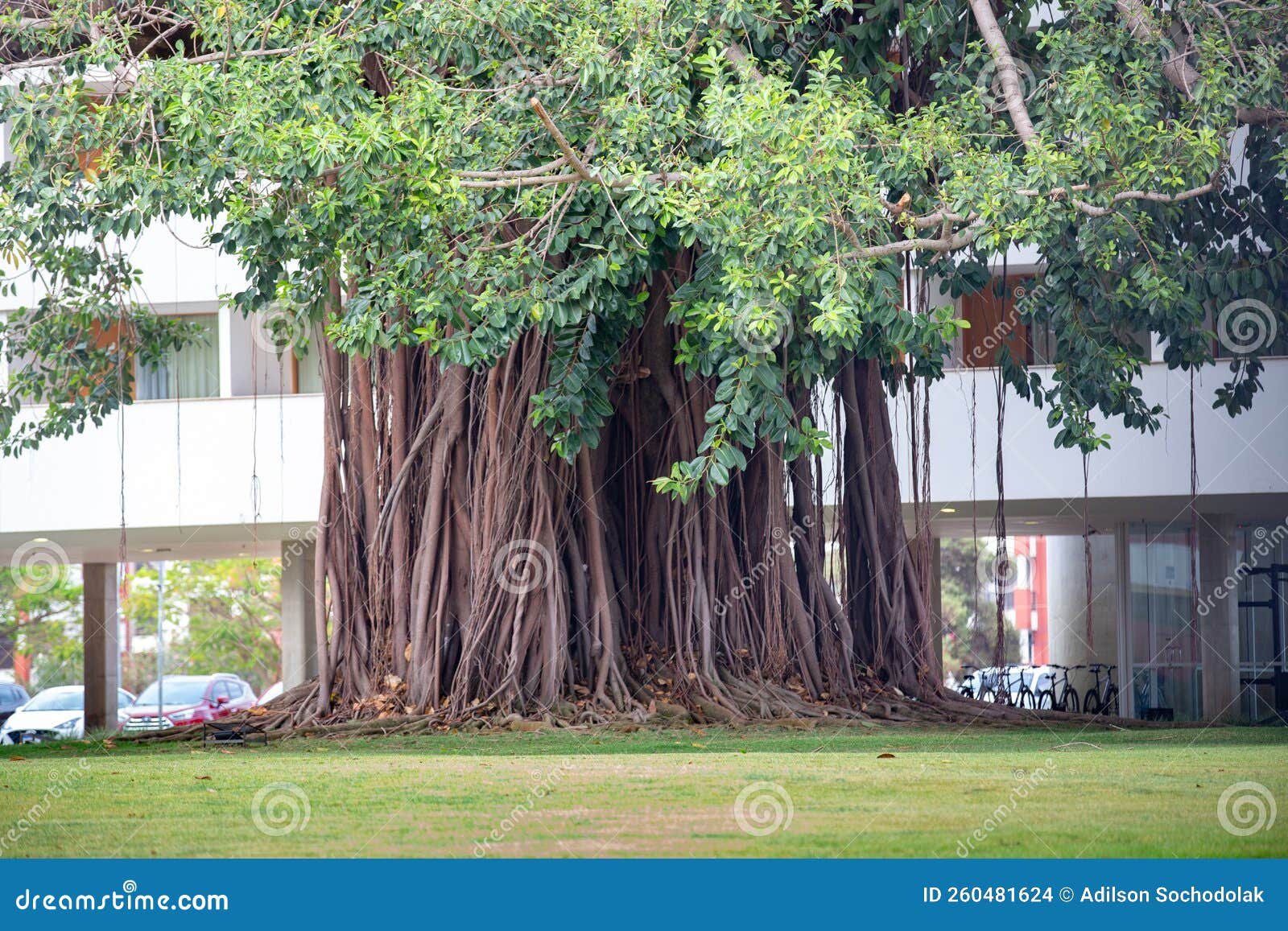 Gigantic Tree with Its Characteristic Trunk of Fig Trees Stock Photo ...
