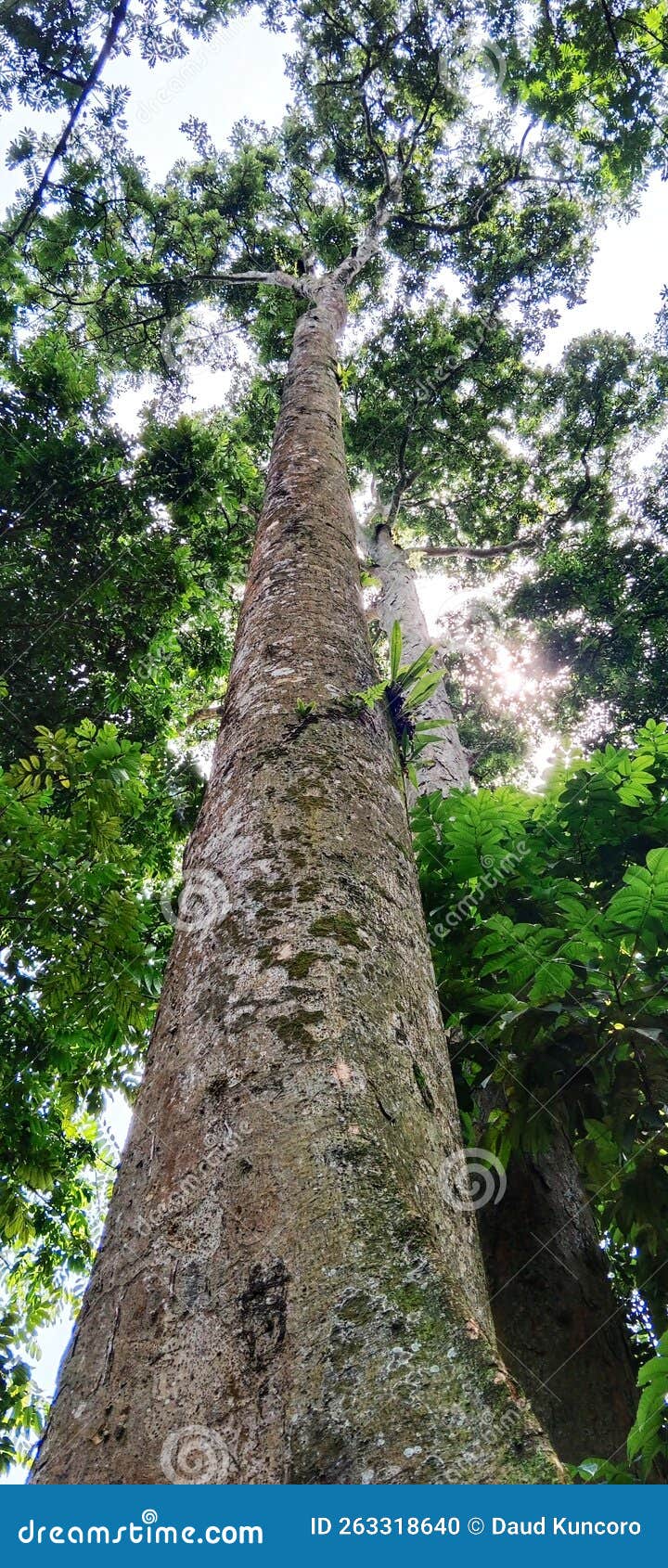 Gigantic Tree at the Kebun Raya Bogor Stock Photo - Image of green ...
