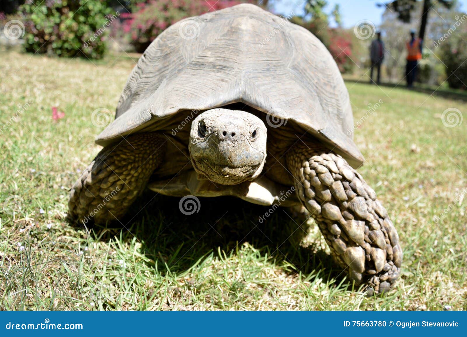 Gigantic turtle on a grass stock photo. Image of galapagos - 75663780