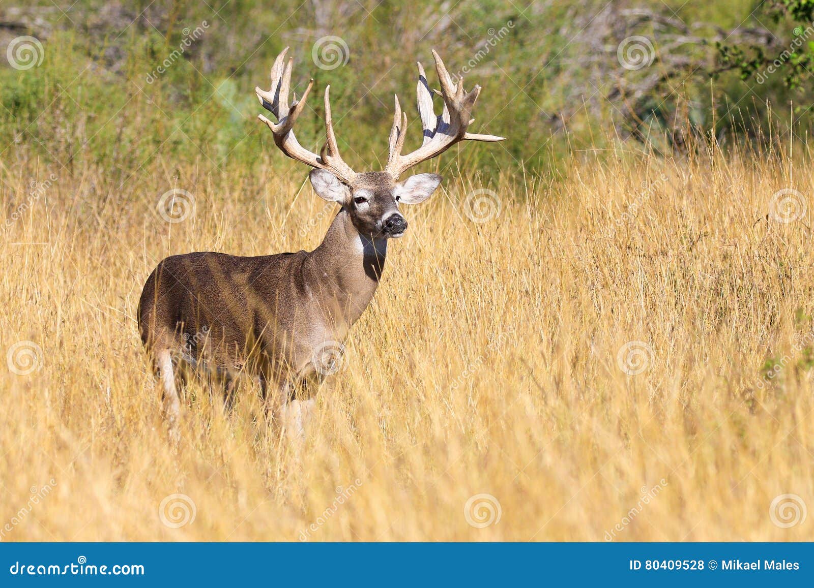 Gigantic whitetail buck stock photo. Image of hunting - 80409528