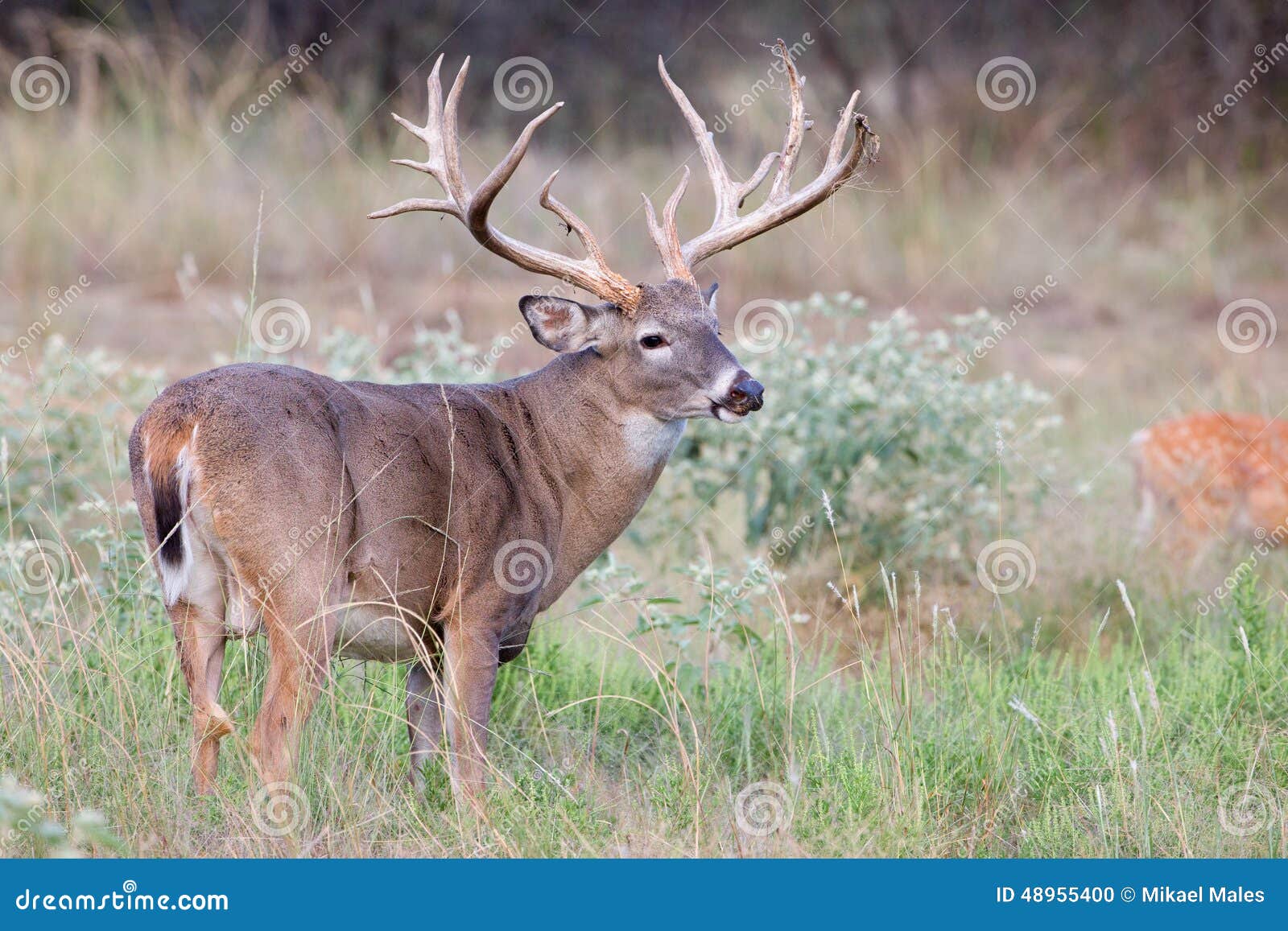 Gigantic Wide Spread Whitetail Buck Stock Photo - Image of fighting ...