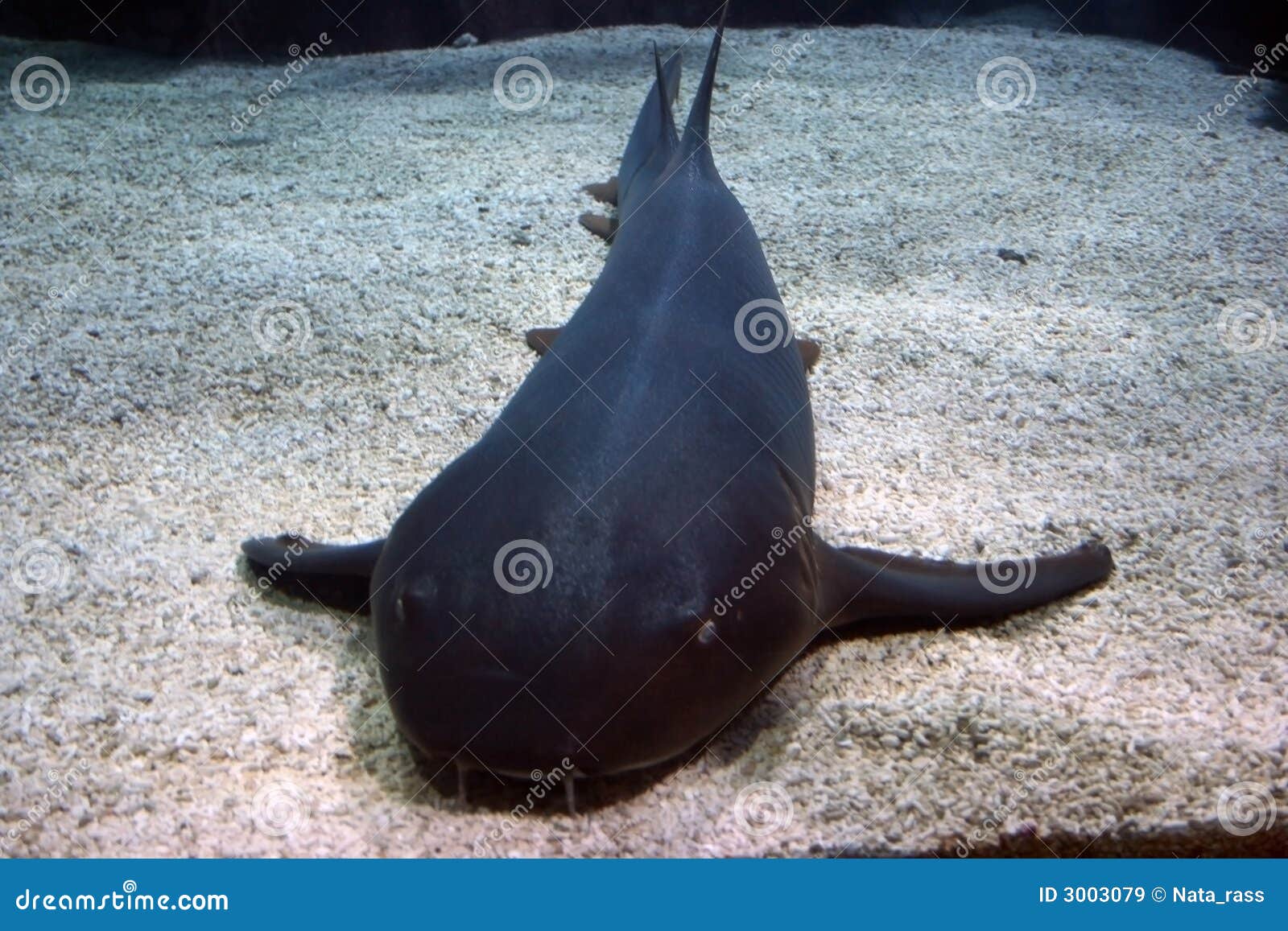 Gigantisk kattfisk fotografering för bildbyråer. Bild av fiske - 3003079