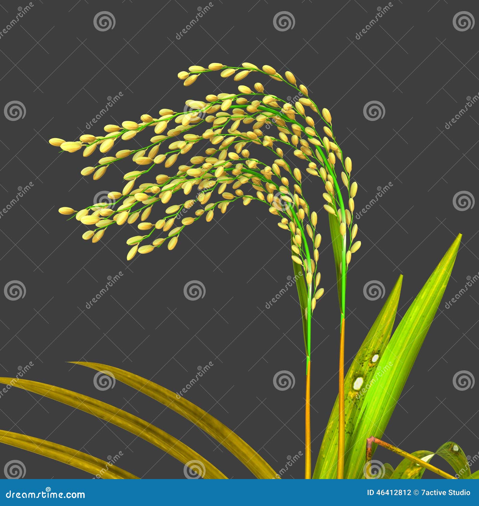 Gigantismo Del Riso Sulla Pianta Di Riso Illustrazione di Stock ...