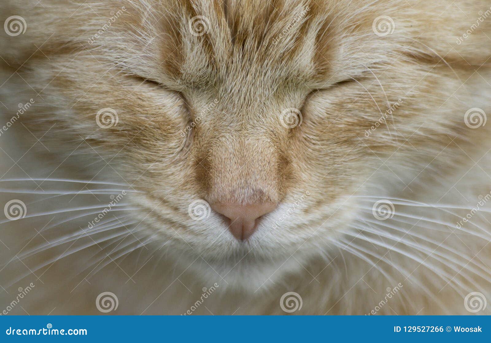Giger cat face stock photo. Image of kitty, sleep, kitten - 129527266