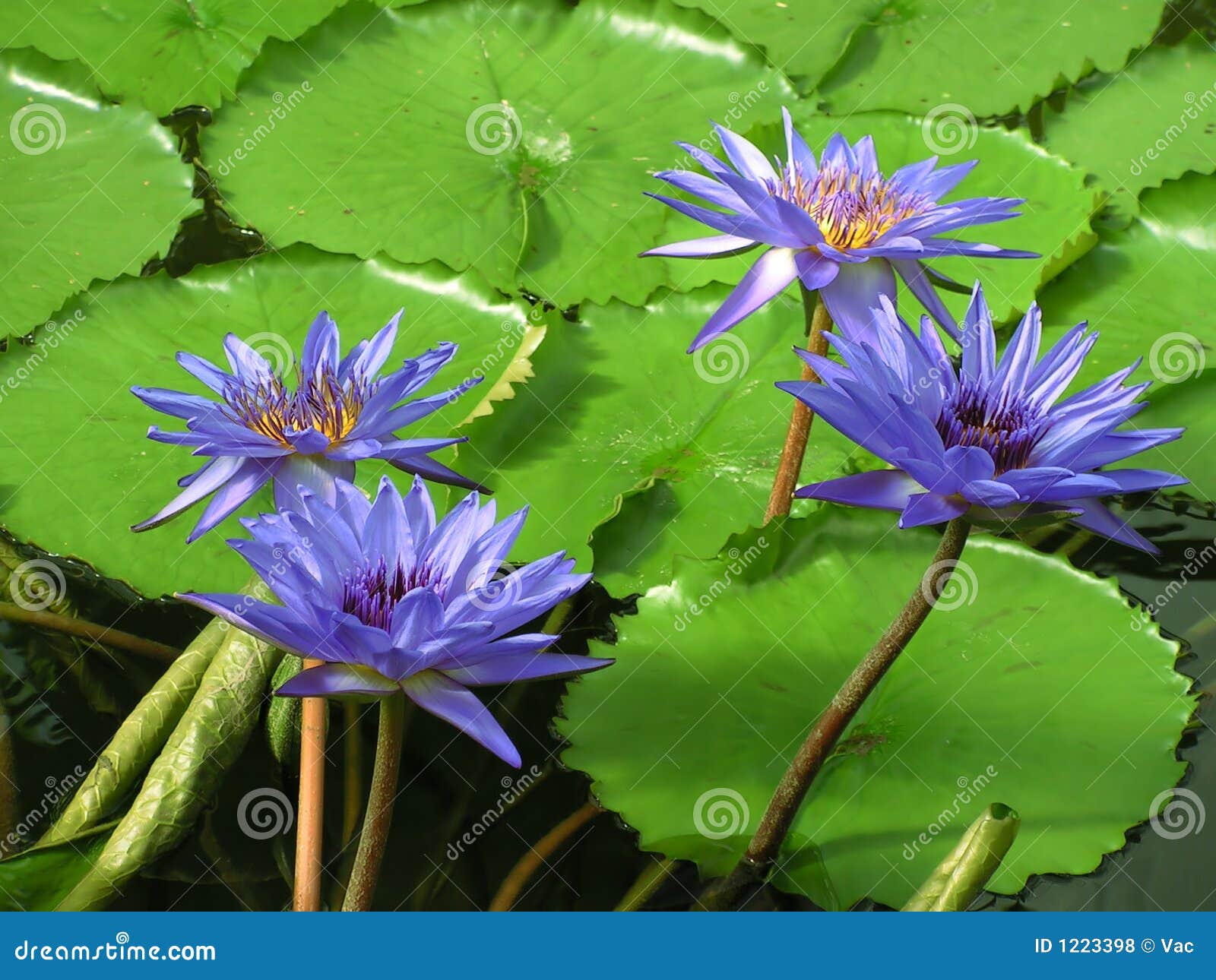 Gigli di acqua fotografia stock. Immagine di stagno, biologia - 1223398