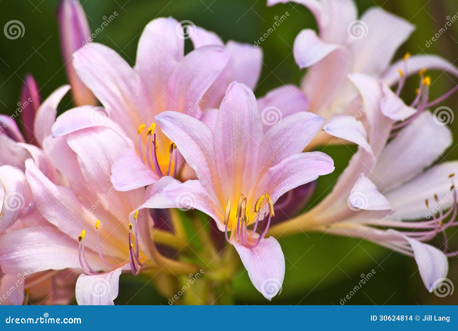 Gigli rosa fotografia stock. Immagine di fioritura, fiori - 30624814