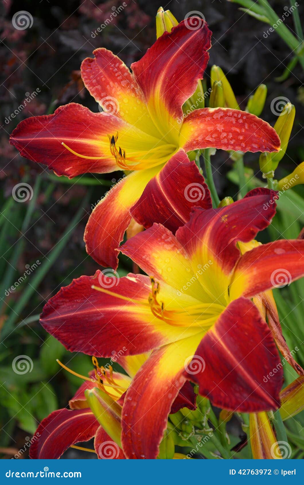 Gigli Tropicali Rossi E Gialli Fotografia Stock - Immagine di floreale ...