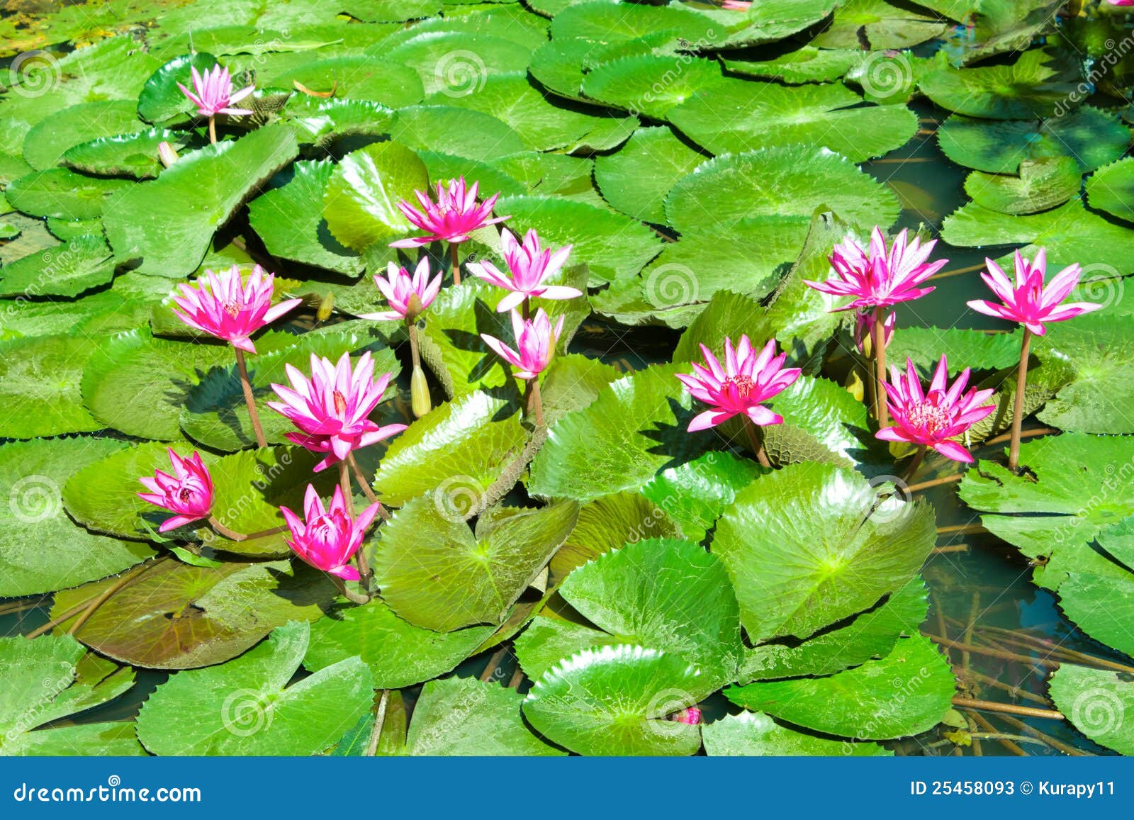 Fiore Di Loto Rosso Della Ninfea Nello Stagno Foto stock - Foto stock ...