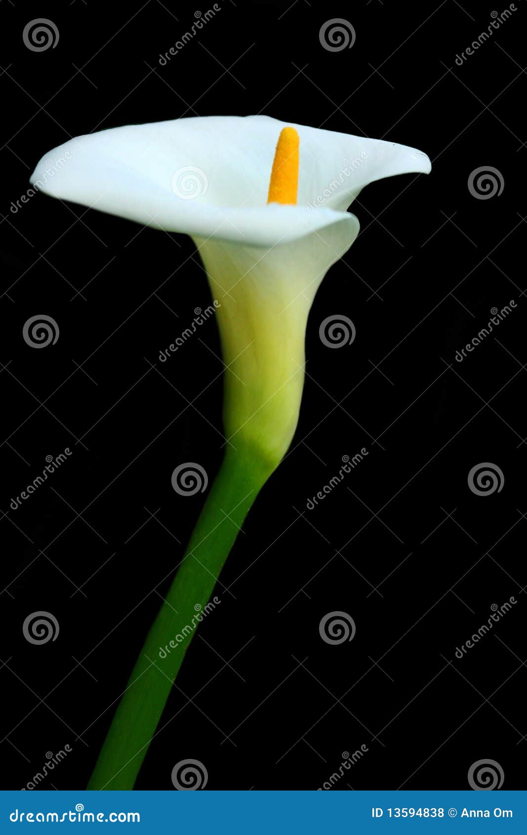 Giglio di calla bianco fotografia stock. Immagine di sfondo - 13594838