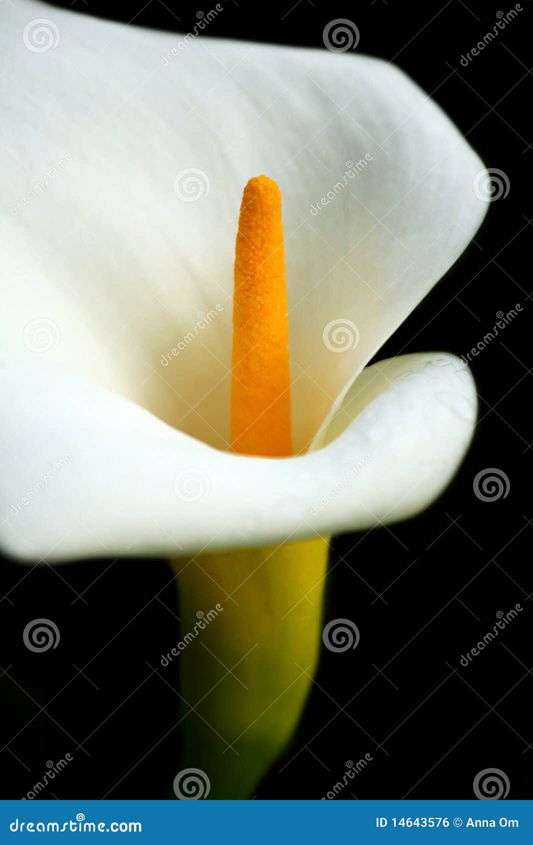 Giglio di calla bianco fotografia stock. Immagine di fioritura - 14643576
