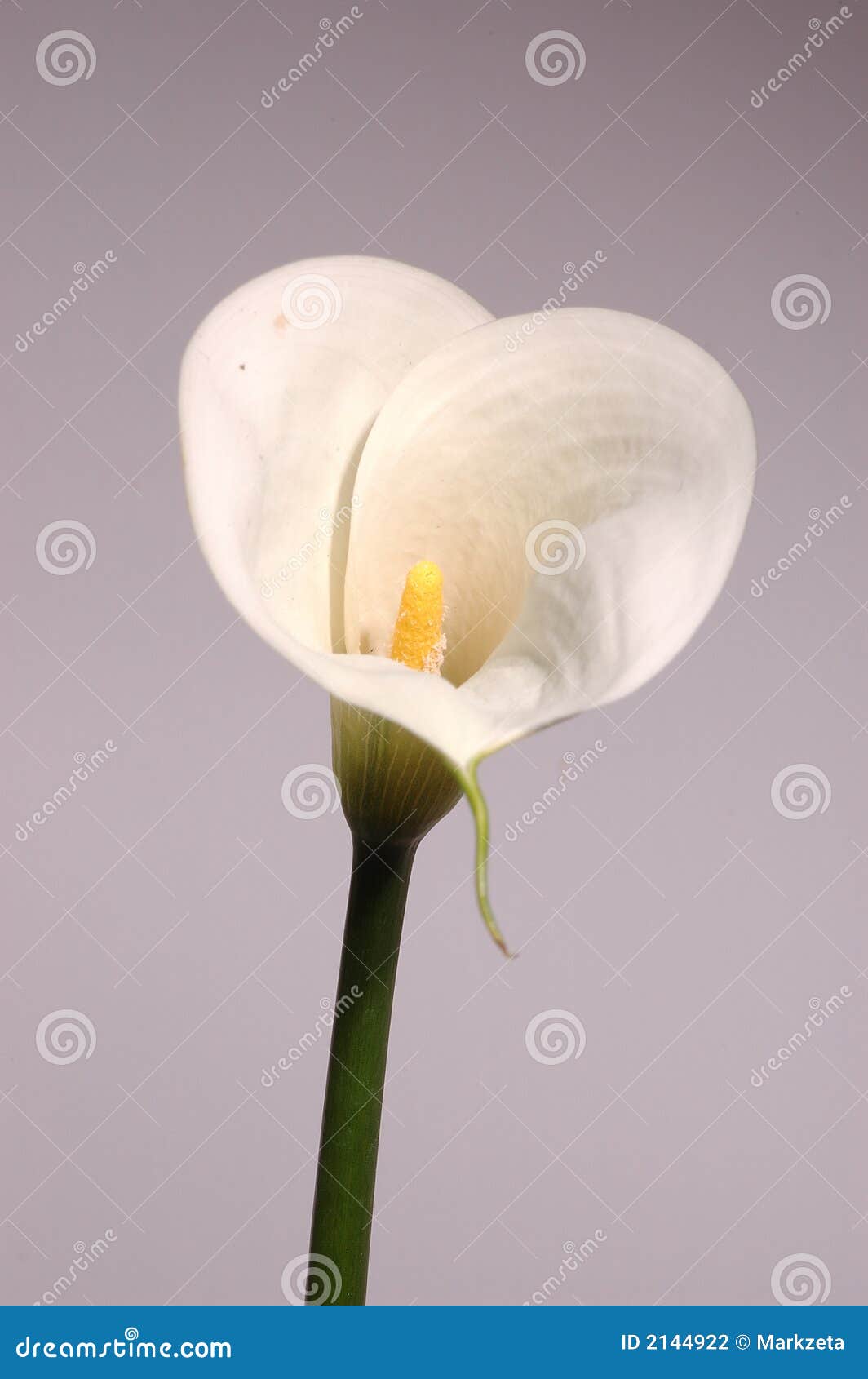 Giglio di calla bianco fotografia stock. Immagine di colorato - 2144922