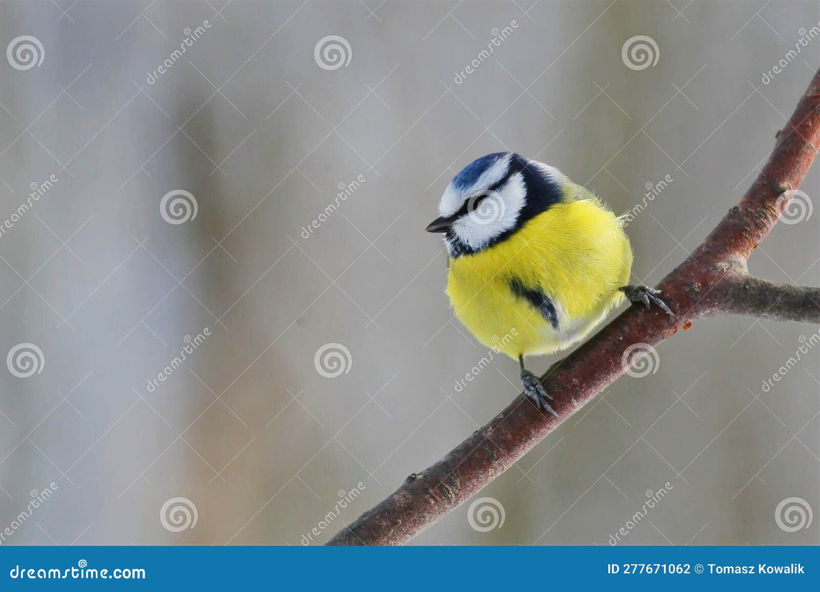 Gil Bird Stock Photos - Free & Royalty-Free Stock Photos from Dreamstime