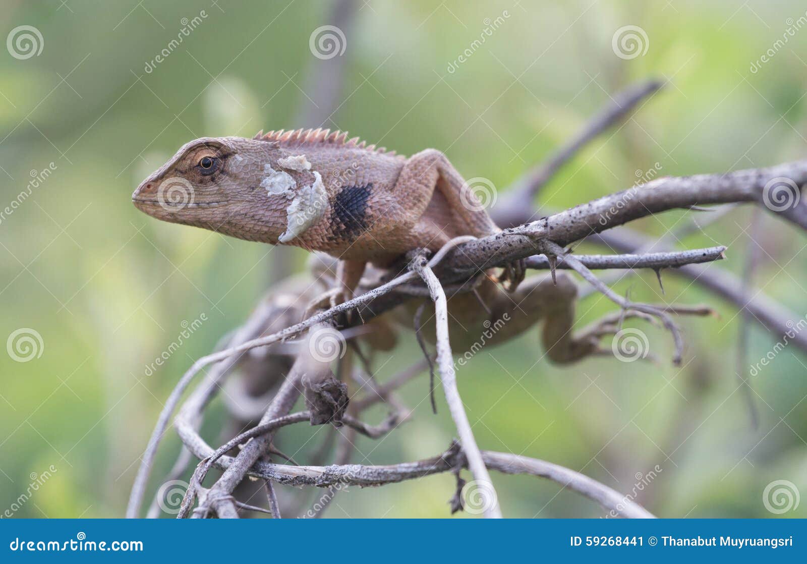 Gila climbing on the tree. stock image. Image of nature - 59268441