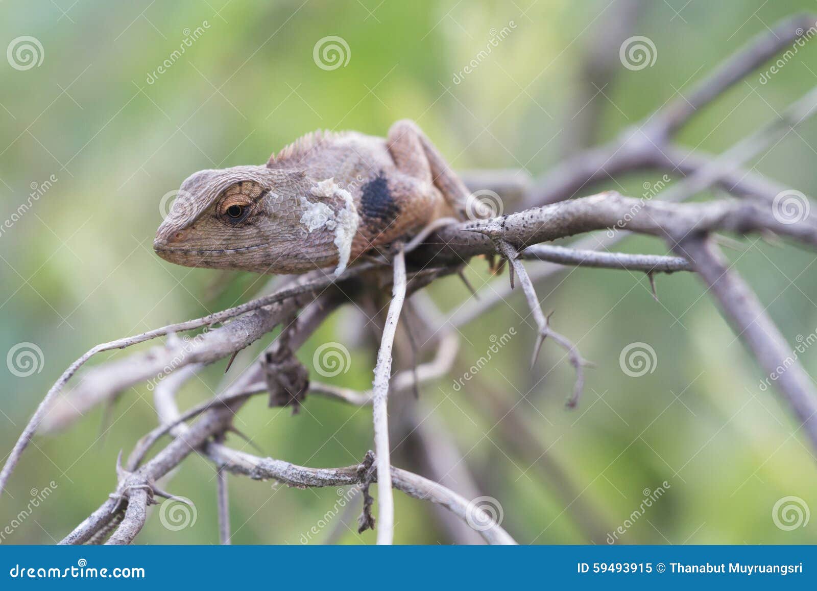 Gila climbing on the tree. stock image. Image of animals - 59493915