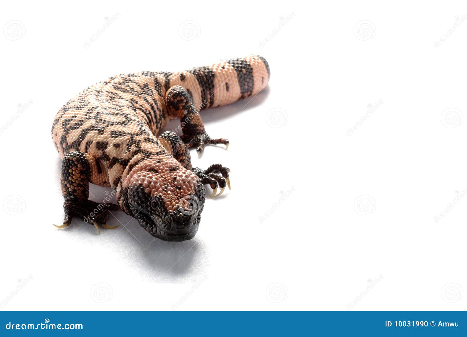 Gila Monster, Heloderma Suspectum, Poisonous Lizard Sleeping Hidden In ...