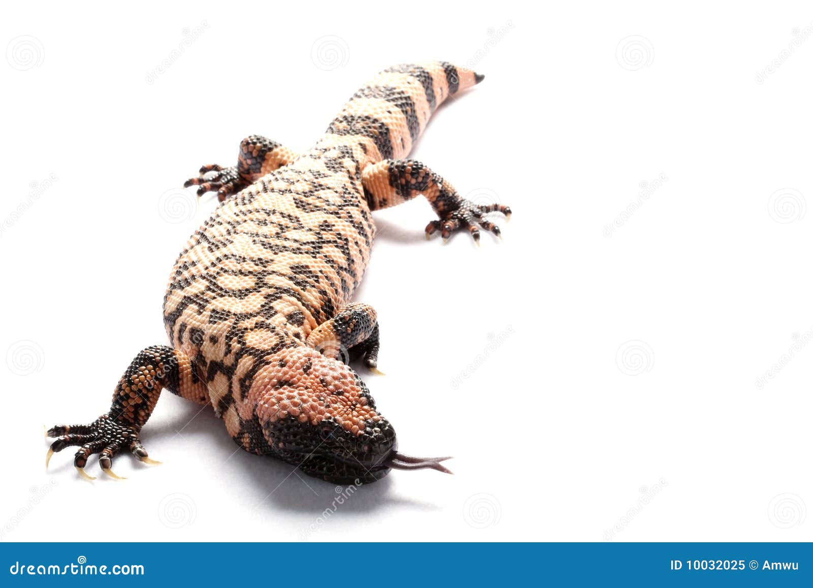 Gila Monster, Heloderma Suspectum, Poisonous Lizard Sleeping Hidden In ...