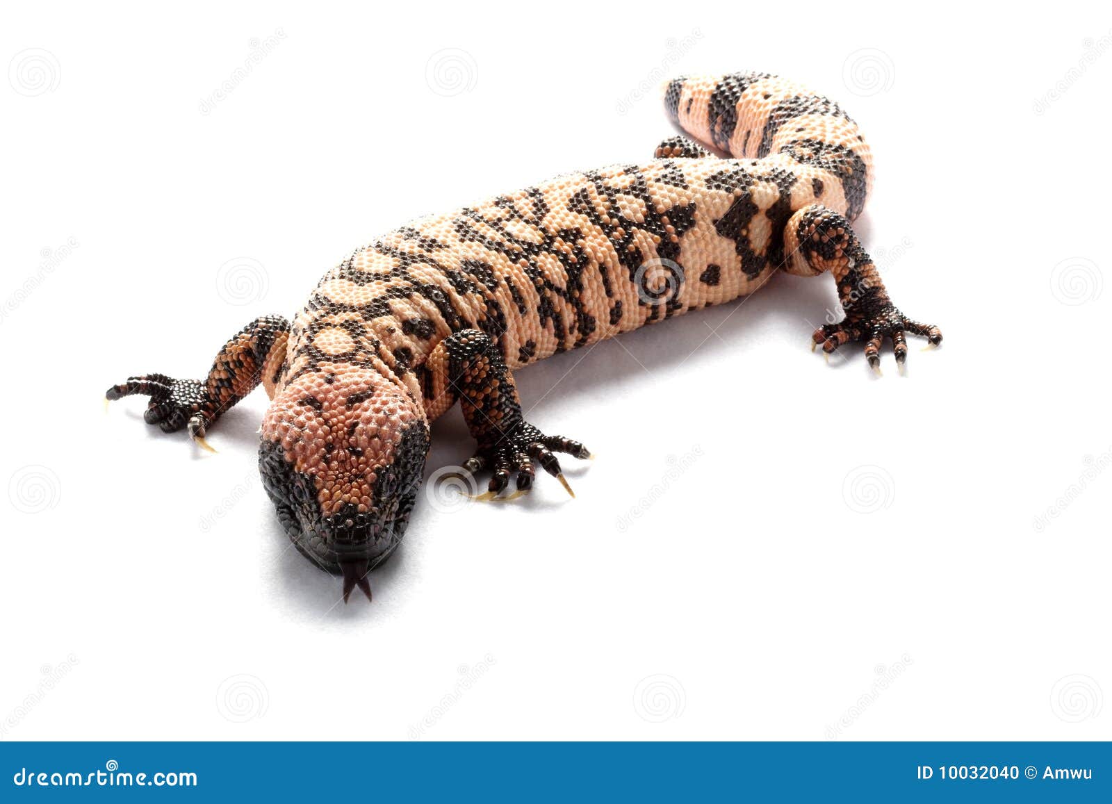 Gila Monster, Heloderma Suspectum, Poisonous Lizard Sleeping Hidden In ...