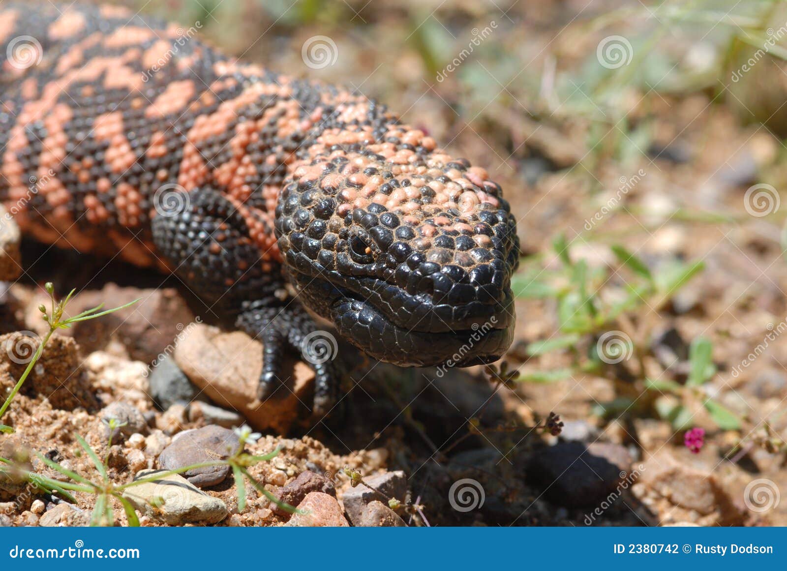 Gila Monster stock photo. Image of wildlife, suspectum - 2380742