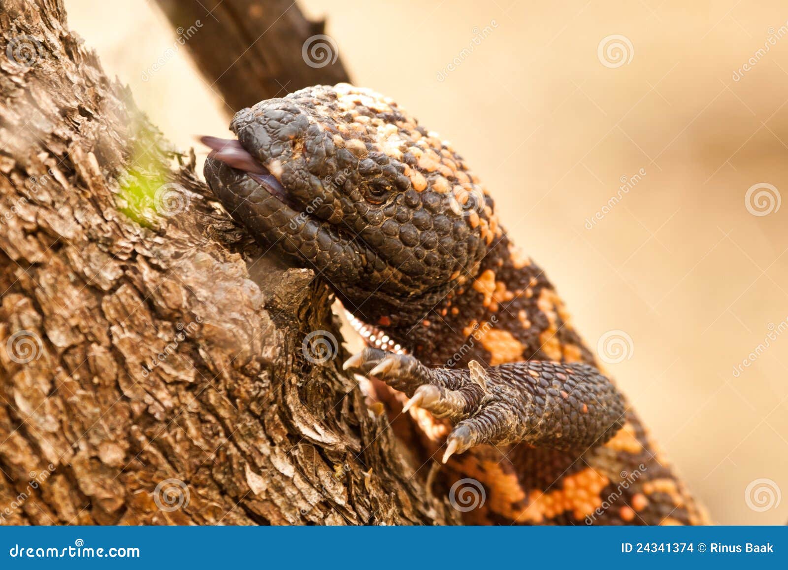 Gila Monster, Heloderma Suspectum, Poisonous Lizard Sleeping Hidden In ...