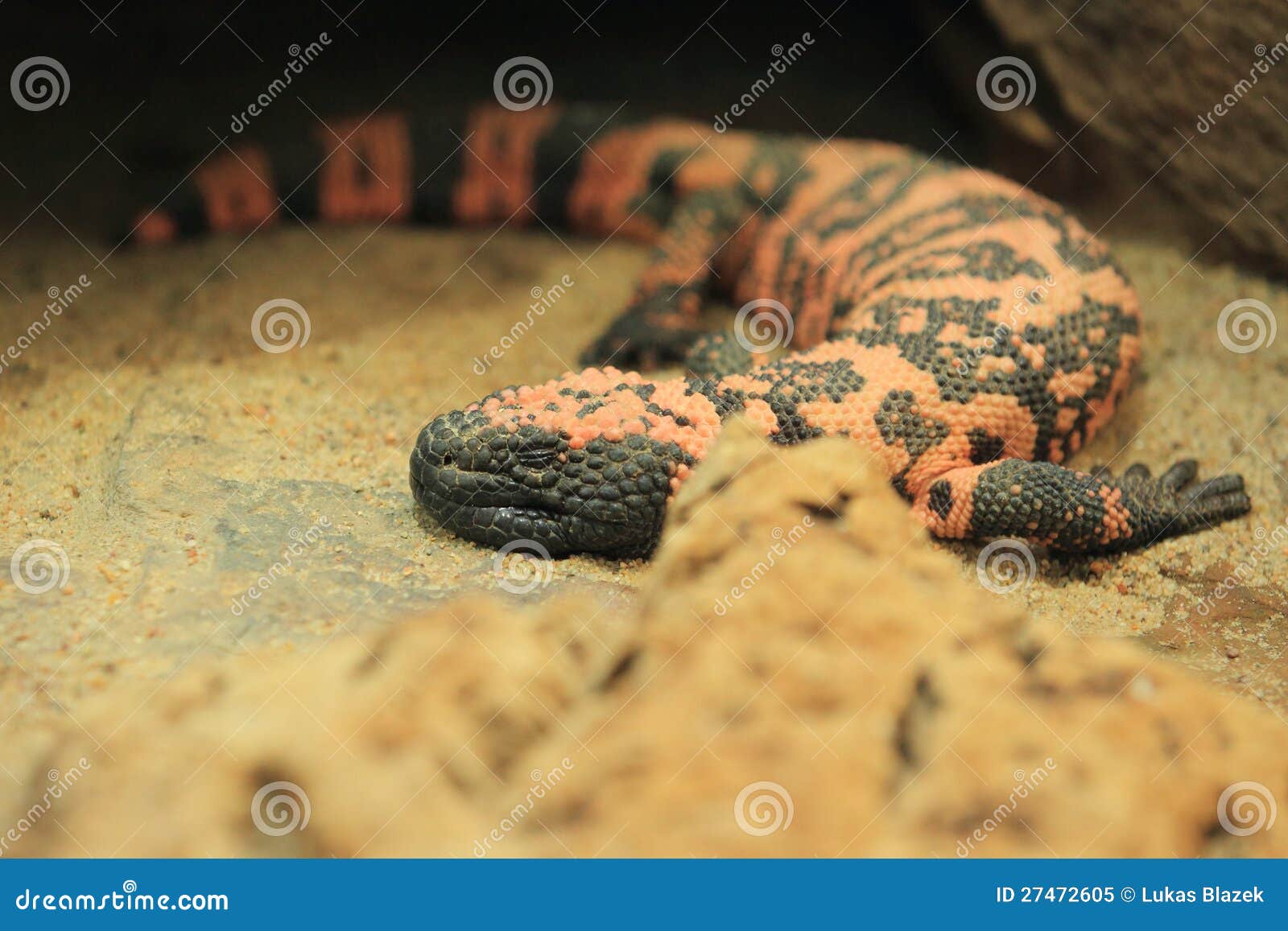 Gila Monster, Heloderma Suspectum, Poisonous Lizard Sleeping Hidden In ...