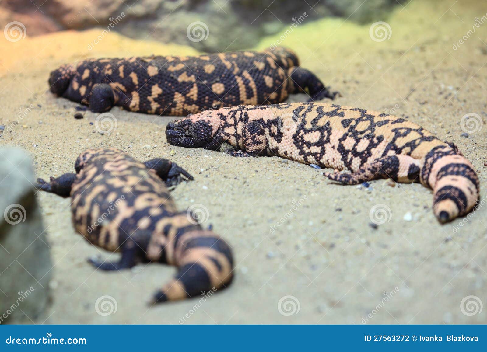Gila monster stock photo. Image of animal, lying, gila - 27563272
