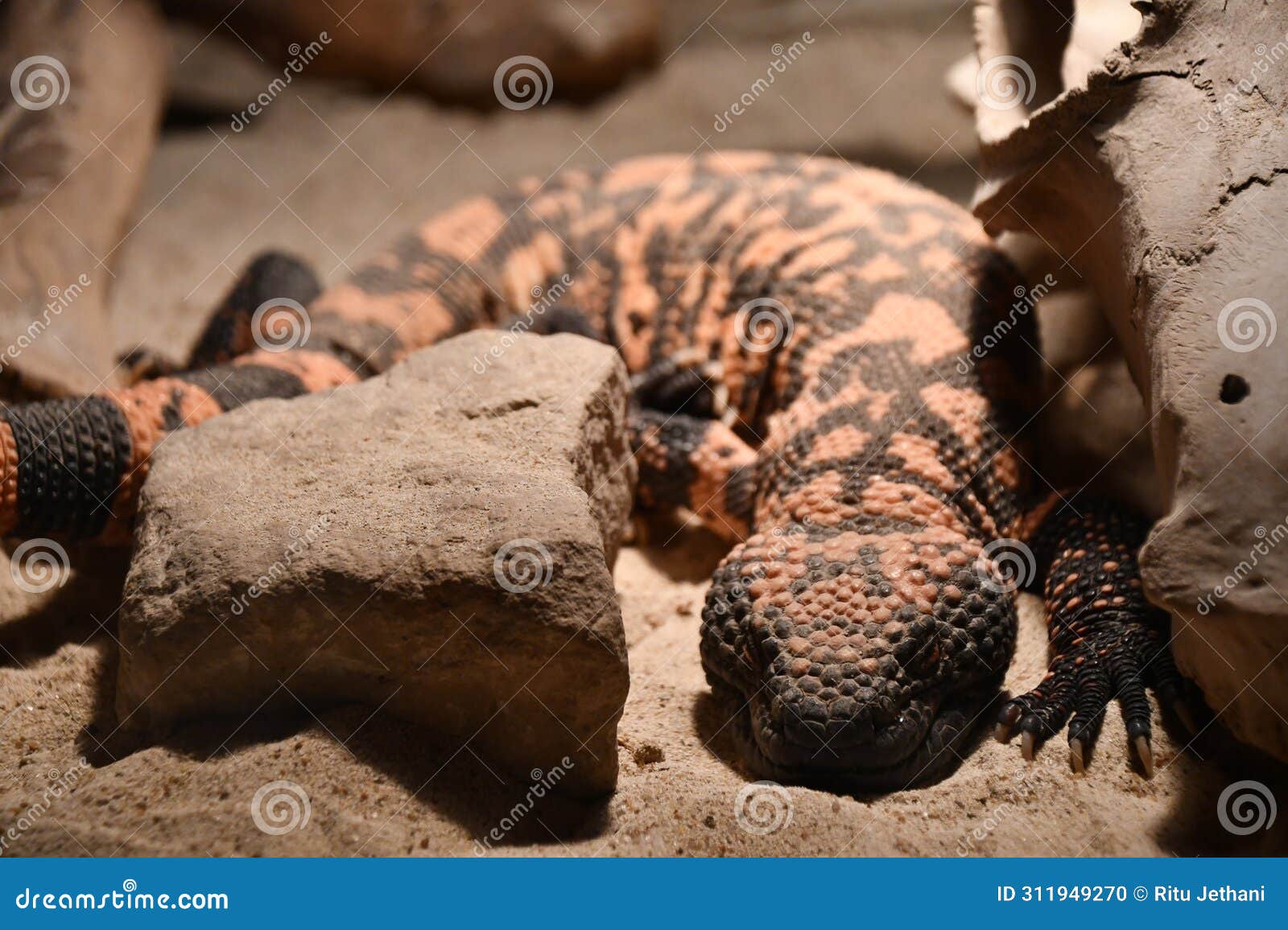 A Gila Monster Animal stock photo. Image of monster - 311949270