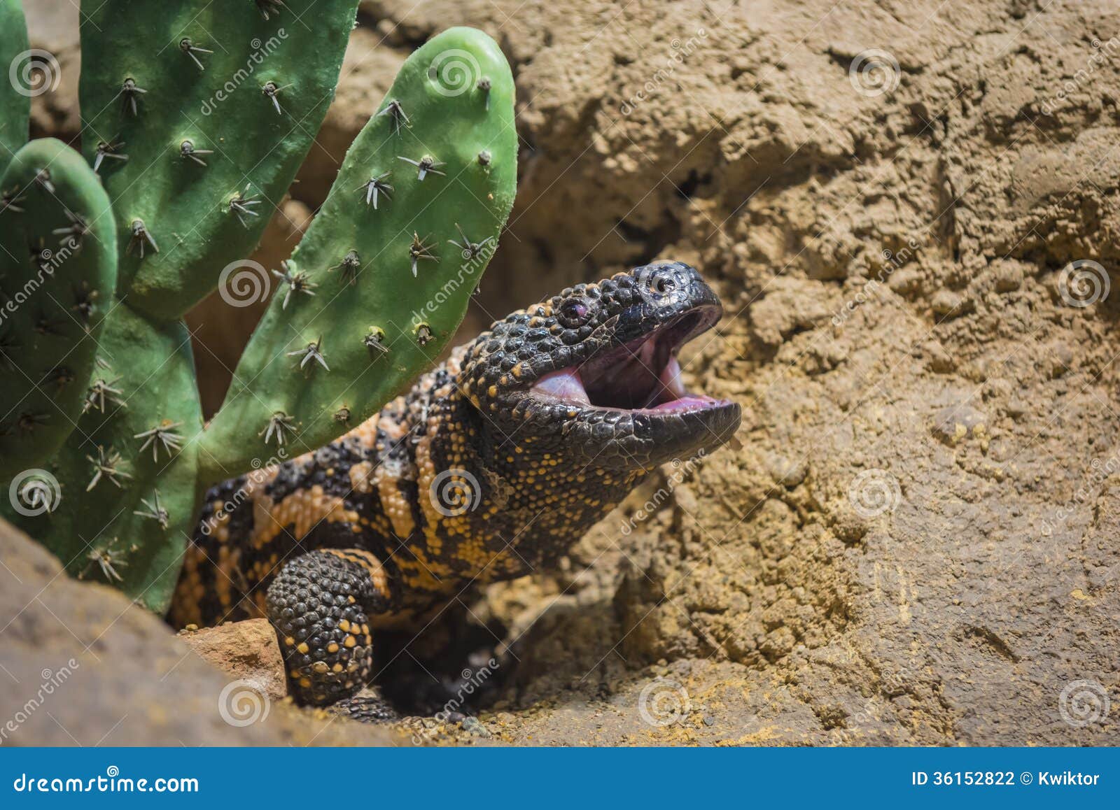 Gila Monster, Heloderma Suspectum, Poisonous Lizard Sleeping Hidden In ...