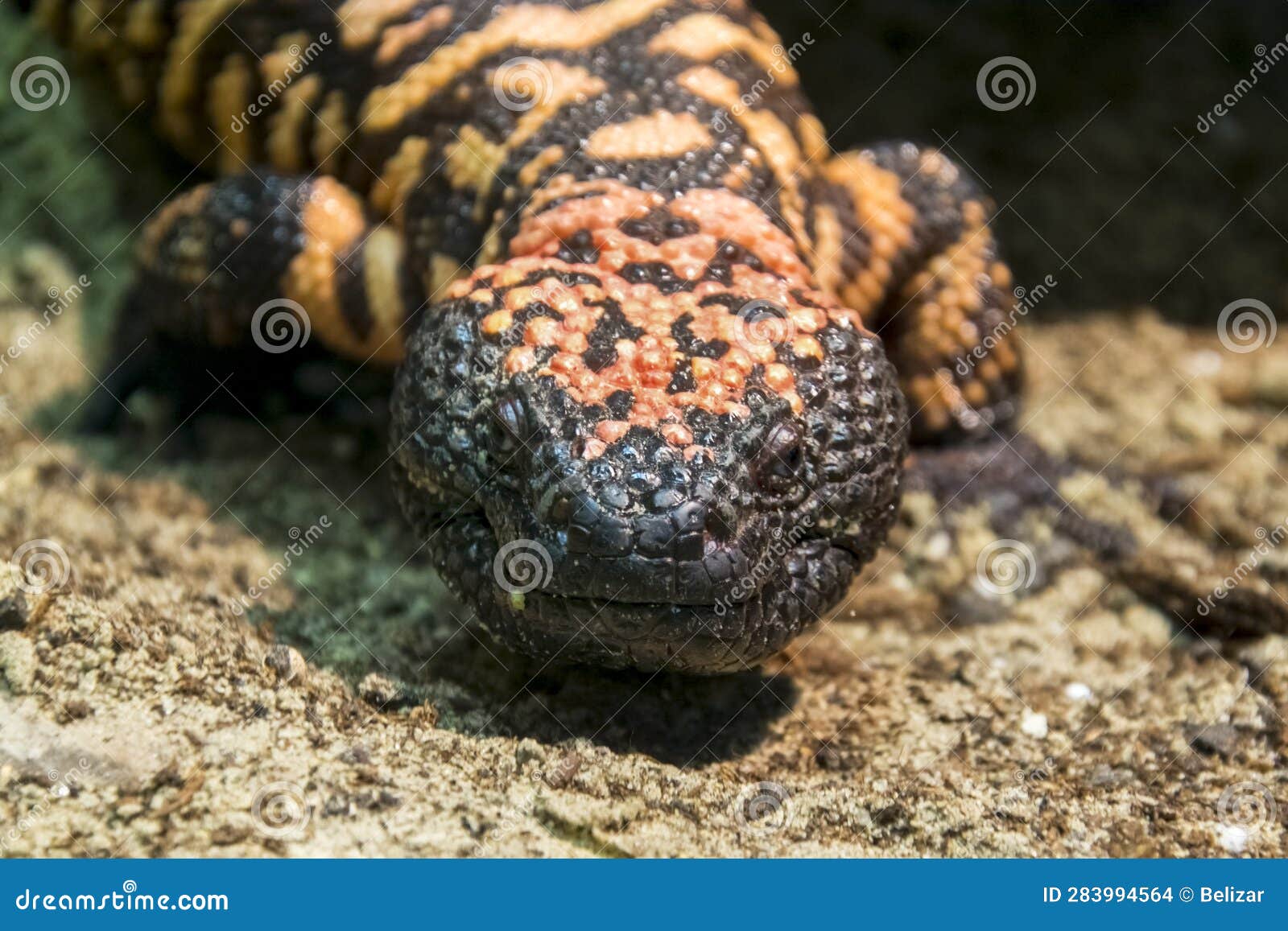 Gila Monster on the Ground in a Terrarium Stock Photo - Image of ...