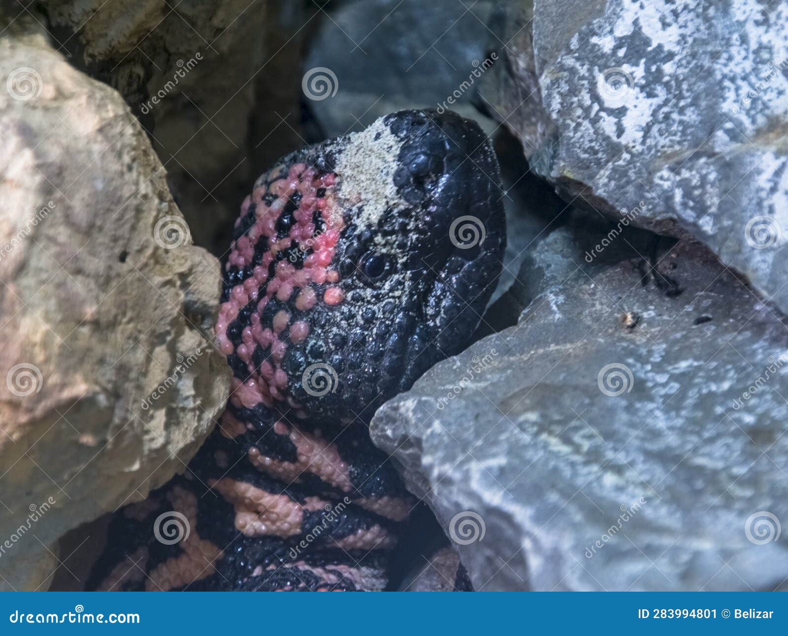 Gila Monster on the Ground in a Terrarium Stock Image - Image of lizard ...