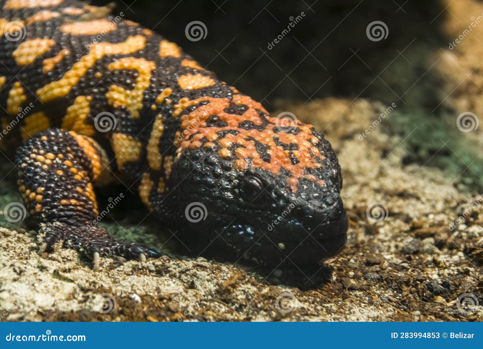 Gila Monster on the Ground in a Terrarium Stock Image - Image of ...