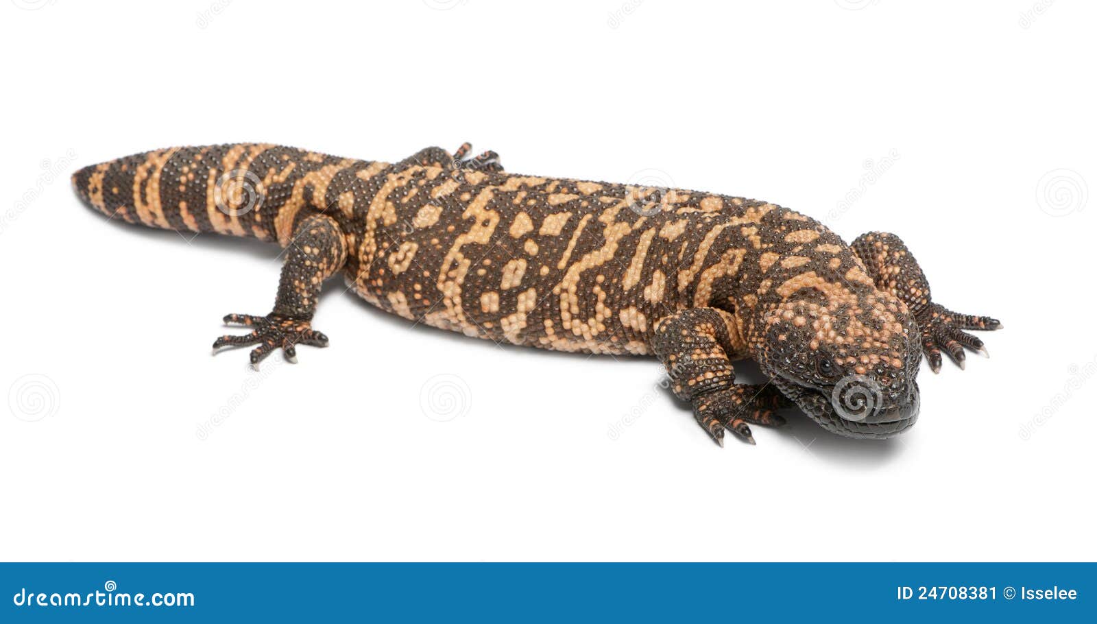 Gila Monster - Heloderma Suspectum Stock Image - Image of dangerous ...
