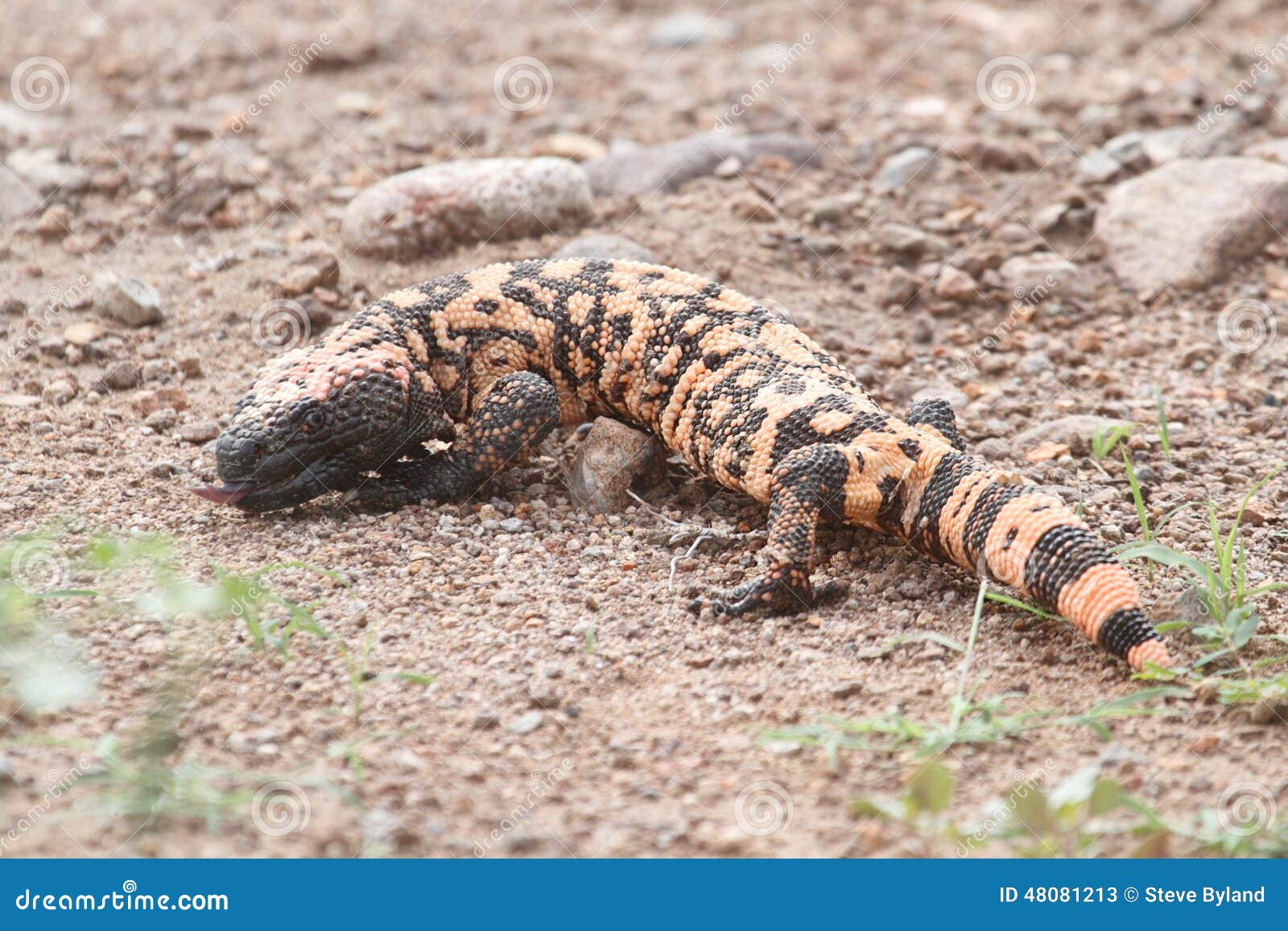 Gila-Monster (Heloderma Suspectum) Stockbild - Bild von wüste, blut ...