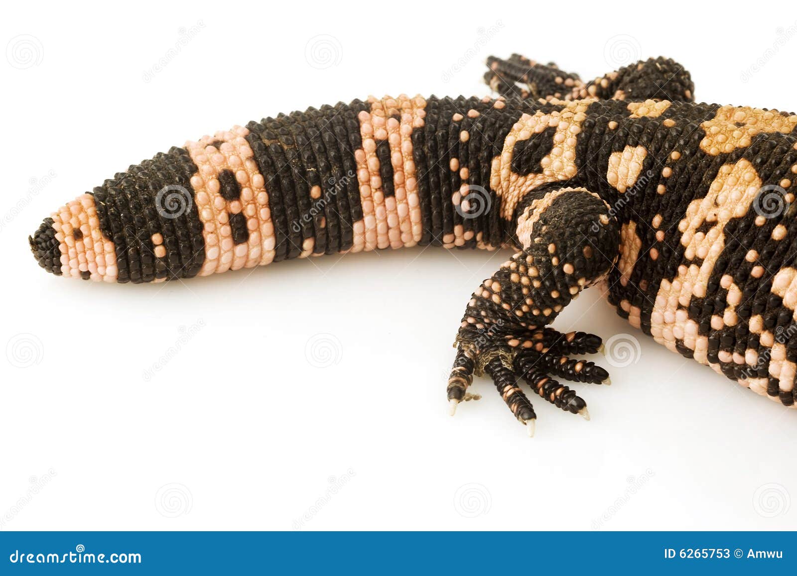 Gila Monster (Heloderma Suspectum) Stock Image - Image of animal ...