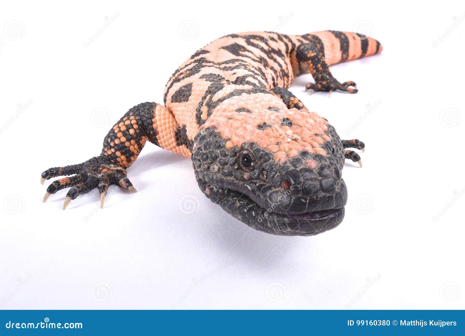 Gila Monster, Heloderma Suspectum Cinctum Stock Photo - Image of white ...